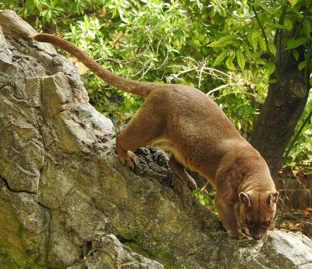 Fossa (Cryptoprocta ferox) - Know Your Mammals