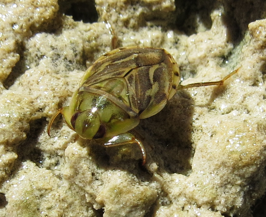 Naucoridae