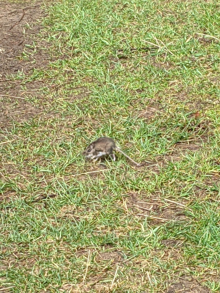 Deer Mouse from Vashon, WA 98070, USA on March 21, 2021 at 04:47 PM by ...