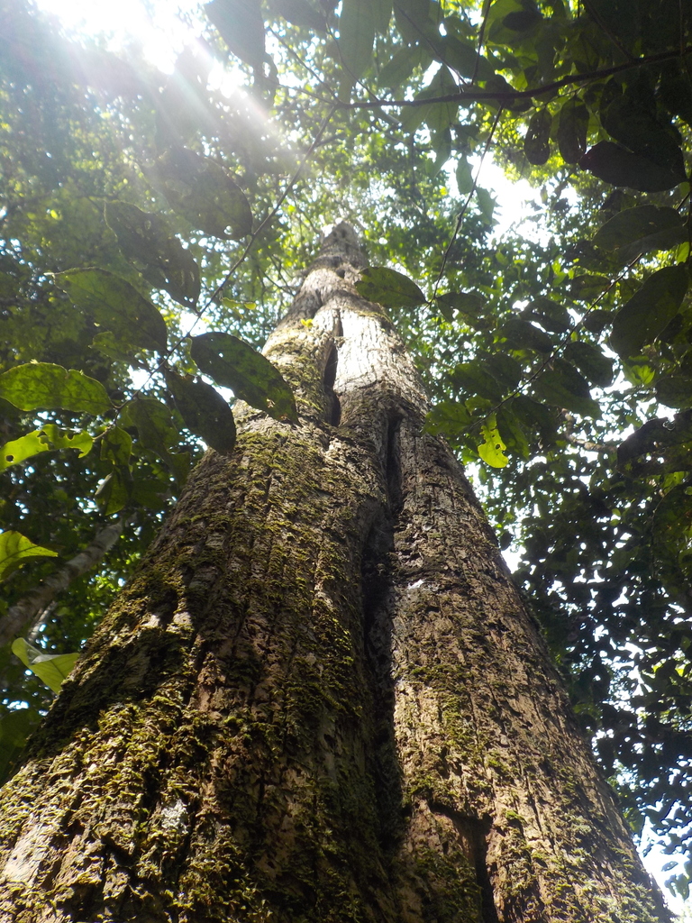 Geissospermum argenteum (Flora da Reserva Ducke) · iNaturalist