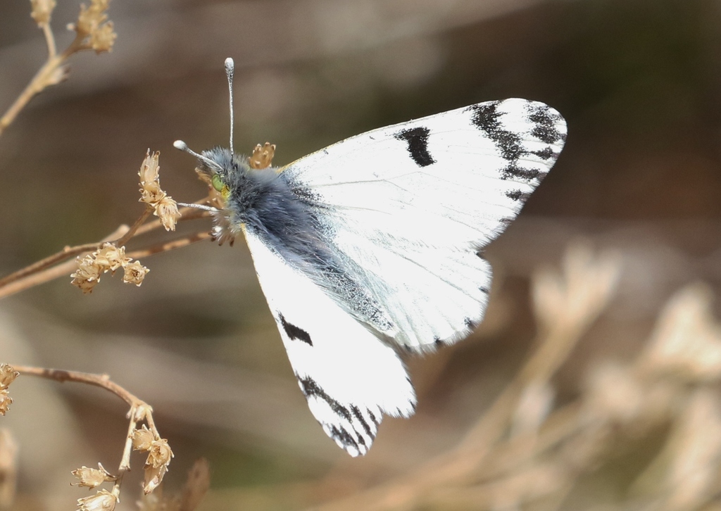 California Marble (Yosemite National Park Butterfly Guide 🦋) · iNaturalist
