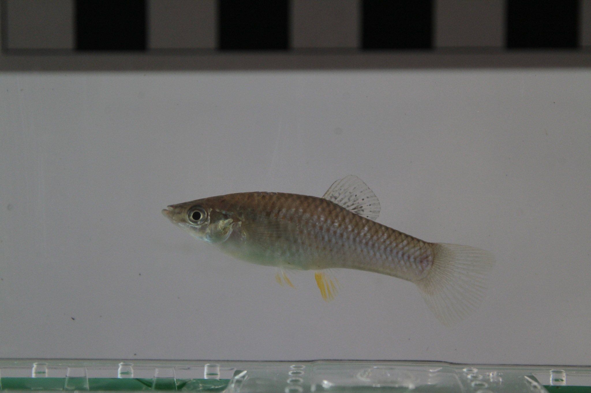 Poecilia gillii (Kner, 1863)