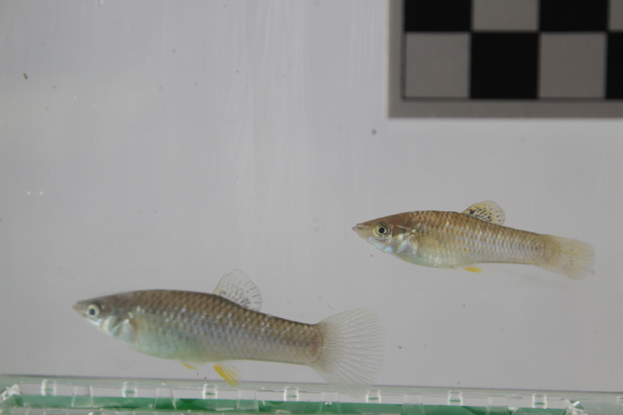 Poecilia gillii (Kner, 1863)