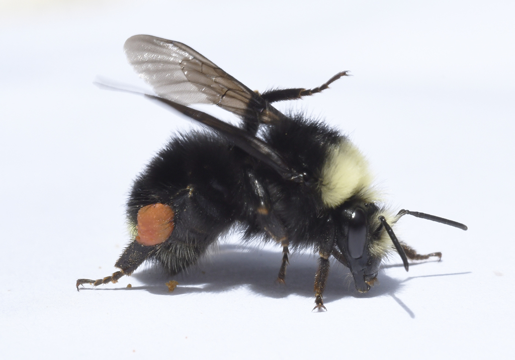 Fog-belt Bumble Bee (Mount Rainier National Park Pollinators ID Guide 🐝 ...