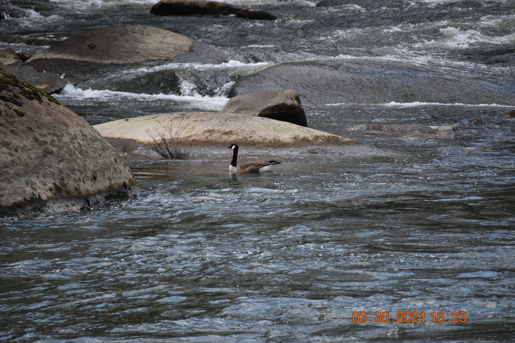 Canada Goose from West Columbia, SC 29169, USA on March 30, 2021 at 01: ...