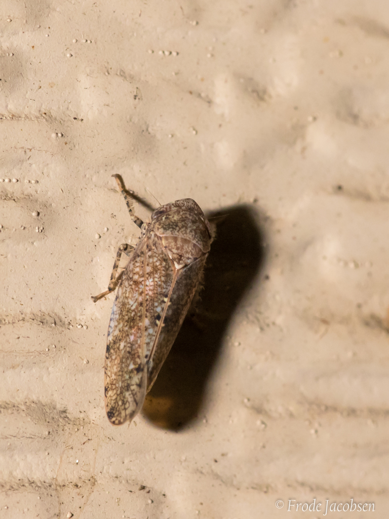 Paraphlepsius from Parkview Trail, MD, USA on September 12, 2020 at 11: ...