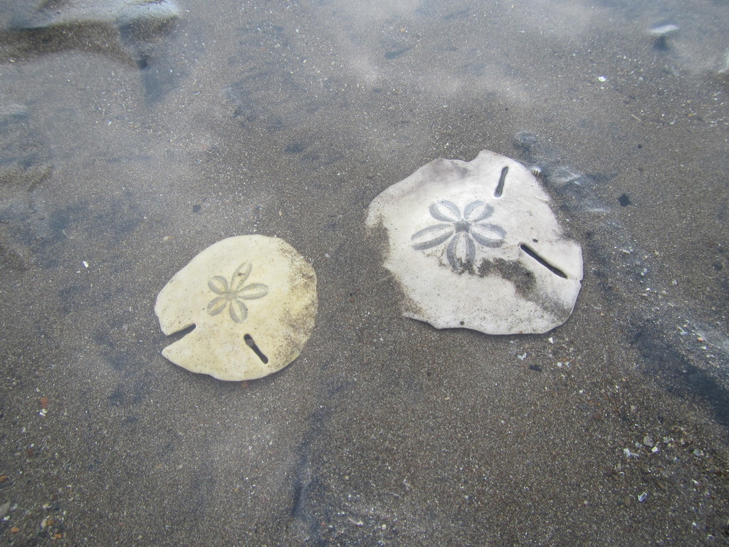 Pansy Shell from Bambo ouest on November 11, 2017 by Frédéric Ducarme ...