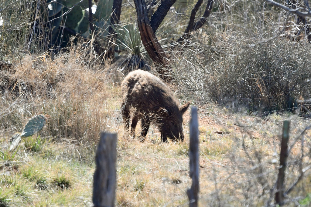 Wild Boar from Kent, Texas, United States on March 28, 2021 at 04:17 PM ...