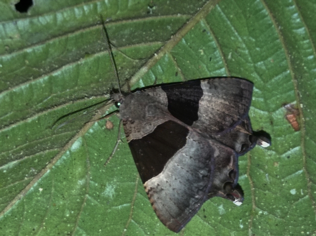 Coronidia from La esperanza bird lodge &reserve on March 30, 2021 at 09 ...