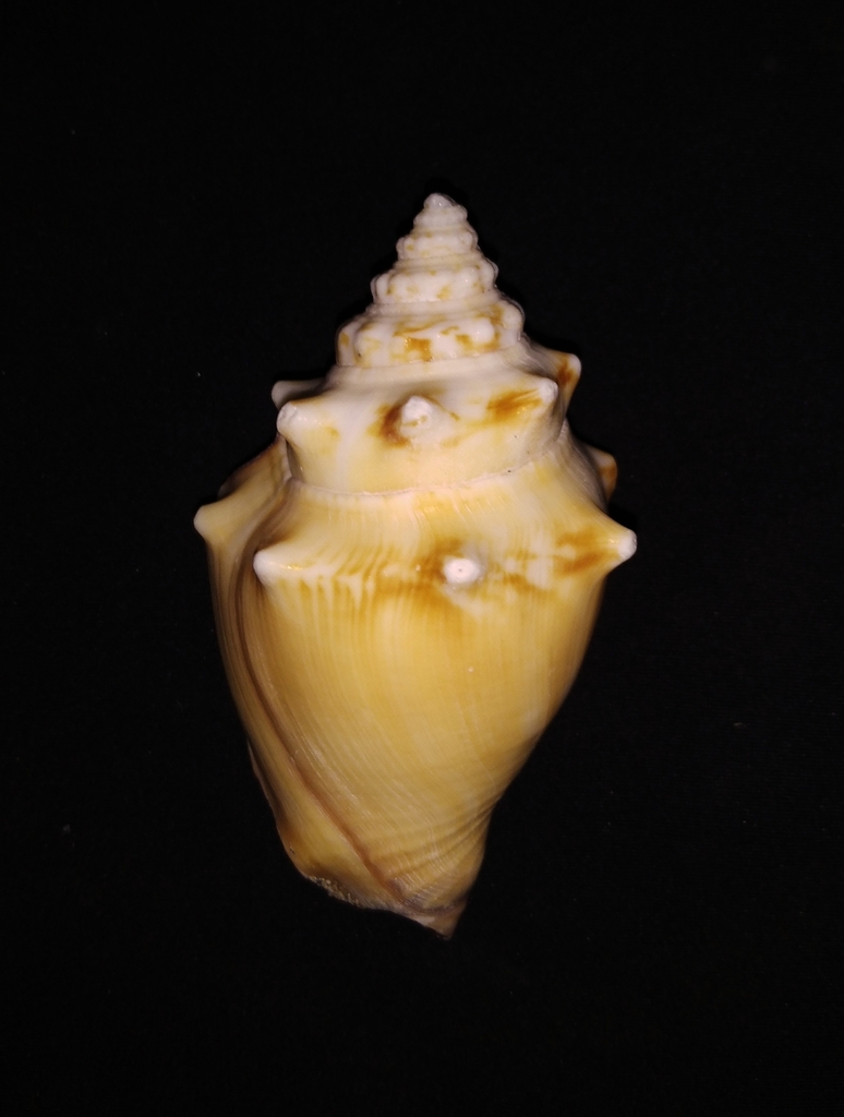 Eastern Pacific fighting conch from México on March 30, 2021 at 09:19 ...