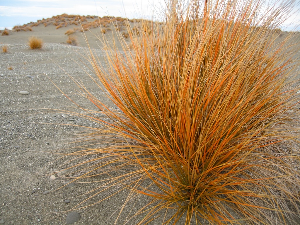 pingao (Golden Bay Bio Go species) · iNaturalist