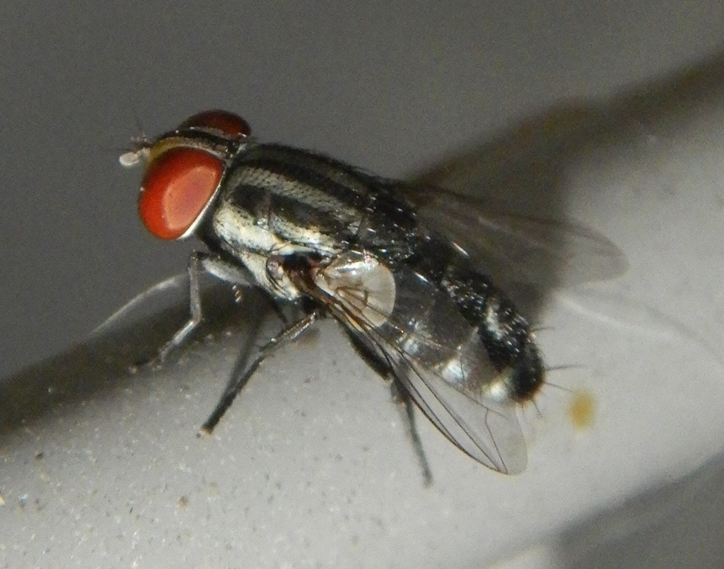 Amobia from Cooroy QLD 4563, Australia on March 30, 2021 at 02:57 PM by ...