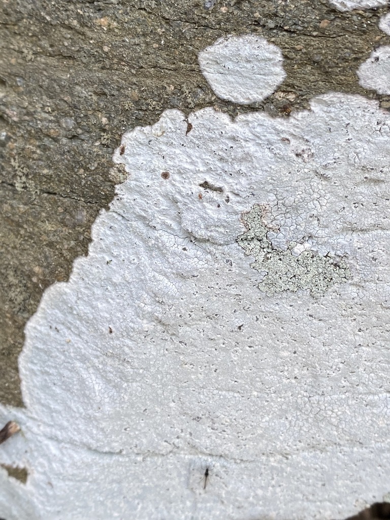 Rock Whitewash from Skyline Drive, Rockfish Gap, Augusta County, VA ...