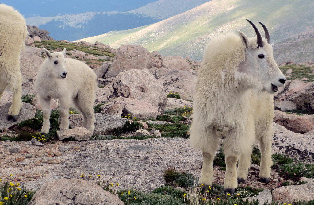 Mountain Goat (Oreamnos americanus) - Know Your Mammals