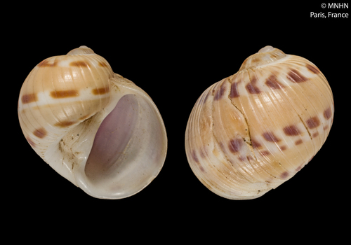 Natica broderipiana · iNaturalist