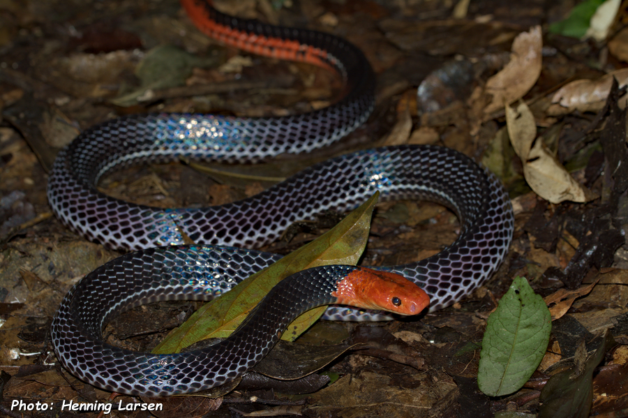Red-headed Krait (Bungarus flaviceps) - Snakes and Lizards