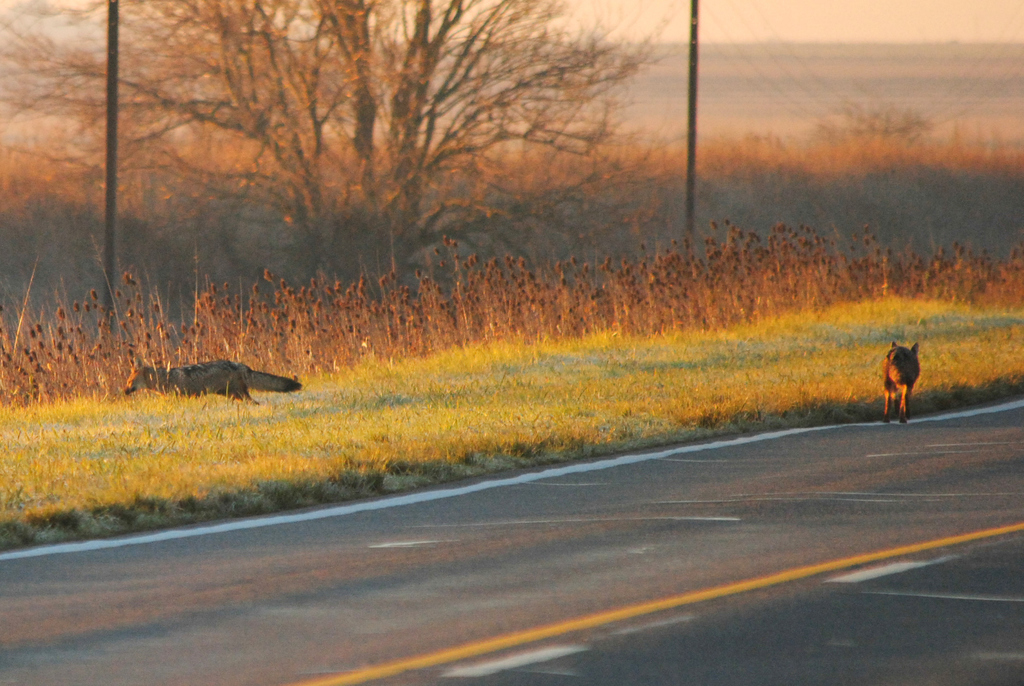 Pampas Fox from Gral. López, Santa Fe, Argentina on June 16, 2018 at 08 ...