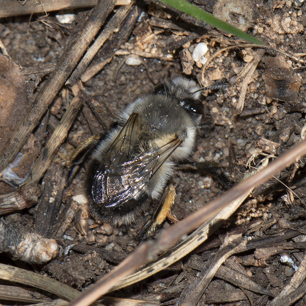 Common Digger Bees from Nea Makri 190 05, Greece on March 17, 2021 at ...