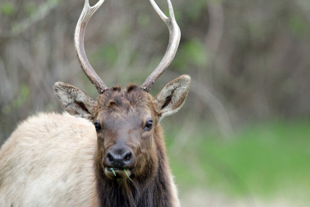 Roosevelt Elk from Warrenton, OR, USA on March 30, 2021 at 12:10 PM by ...