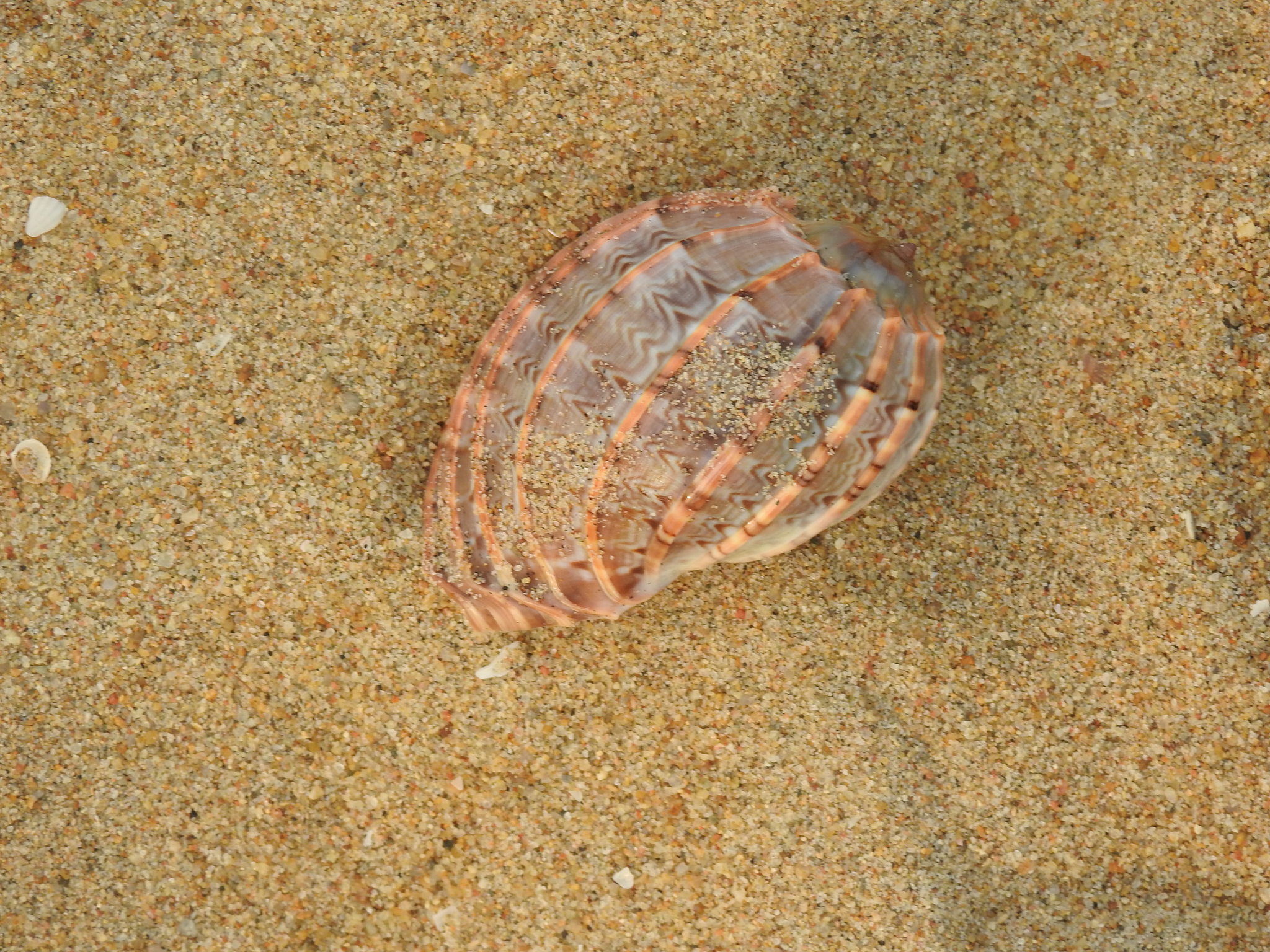 Harpa davidis Röding, 1798