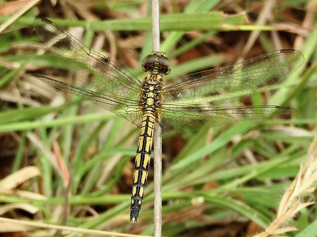 White-tipped Demon in November 2020 by Hopeland · iNaturalist