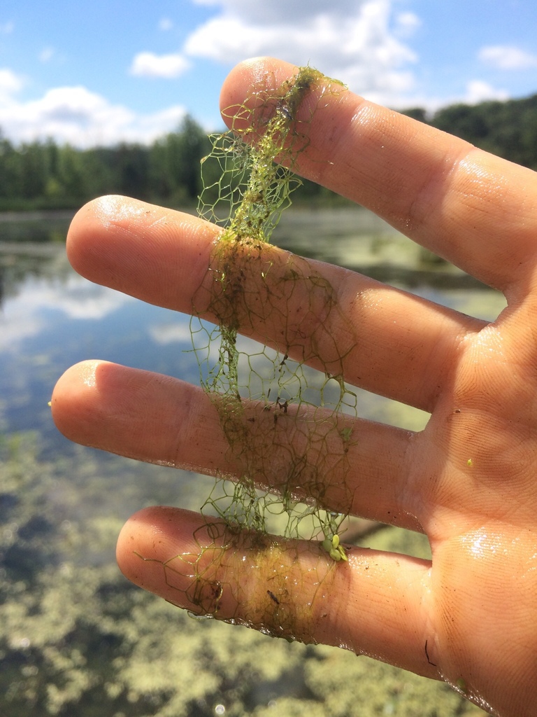 Water Nets (Hydrodictyon) - Botanical Realm