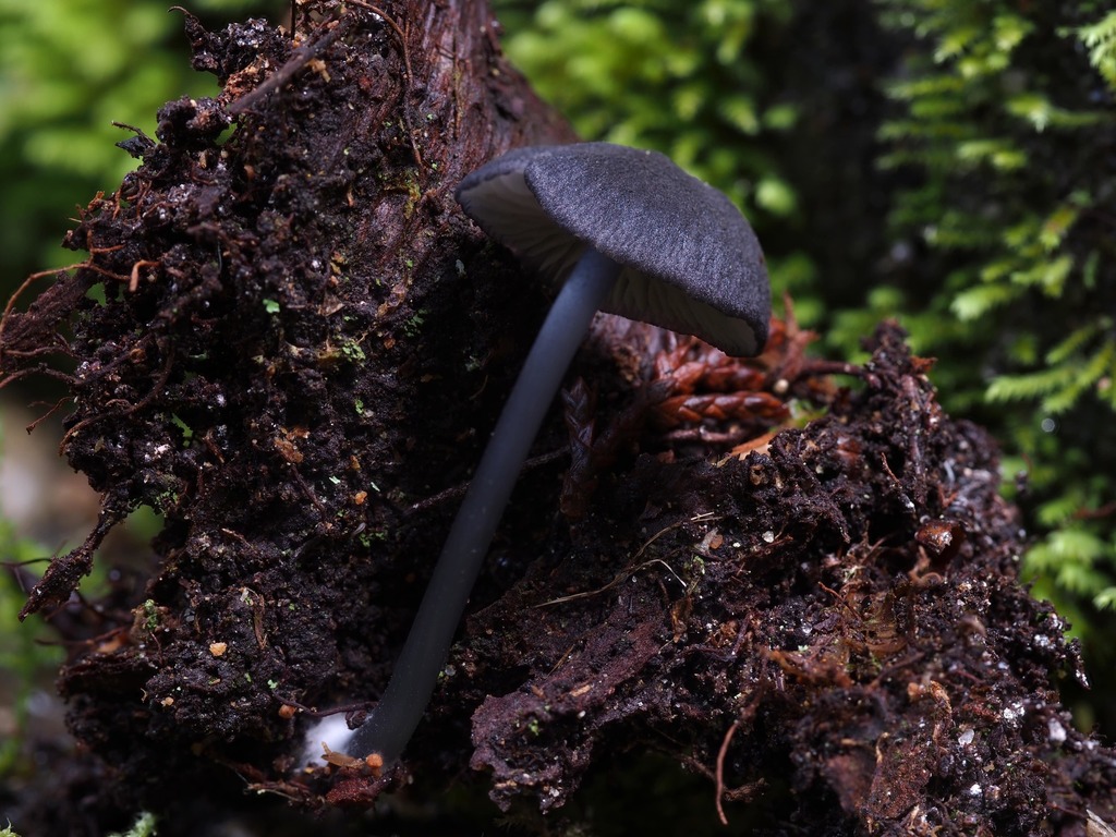 Cyanula from Waitati Valley Road, Upper Waitati 9085, New Zealand on ...