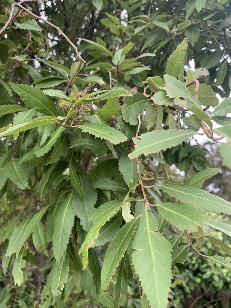 long-leaved lacebark (Redwood Canyon of Blake Garden) · iNaturalist