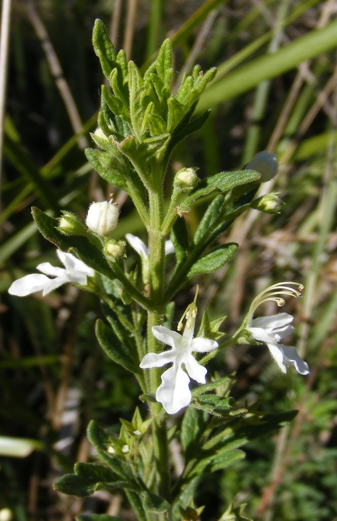 Grey Germander from Tarana NSW 2787, Australia on March 31, 2021 at 11: ...