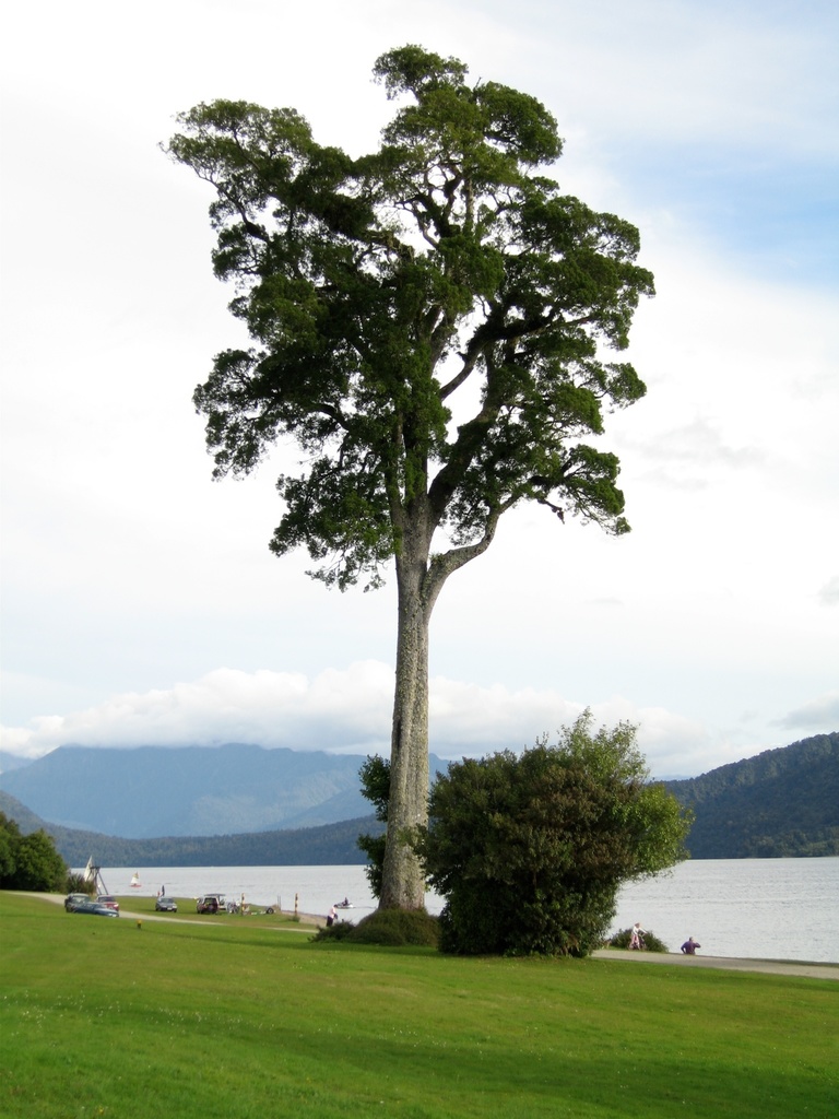 kahikatea (Dacrycarpus dacrydioides) - Botanical Realm