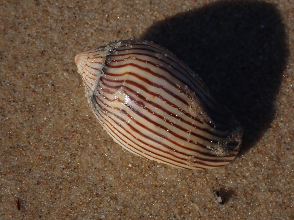 Zebra Volute from Bundagen NSW 2454, Australia on March 31, 2021 at 04: ...