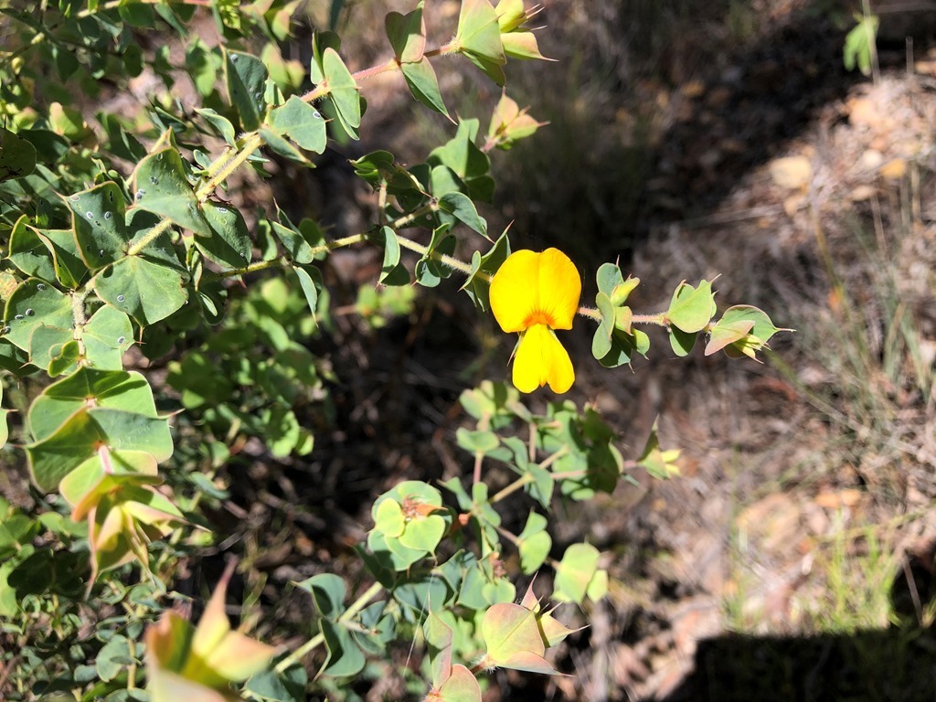 spiny bush-pea from Redbank Creek QLD 4312, Australia on March 31, 2021 ...