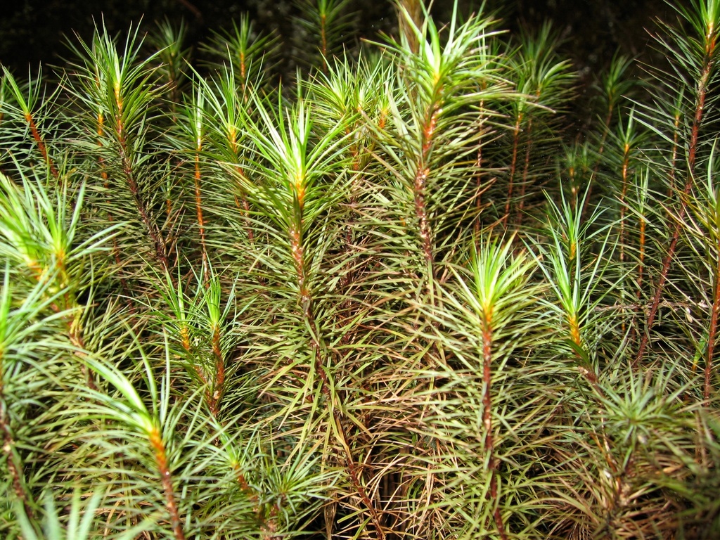 giant moss (Dawsonia superba) - Botanical Realm