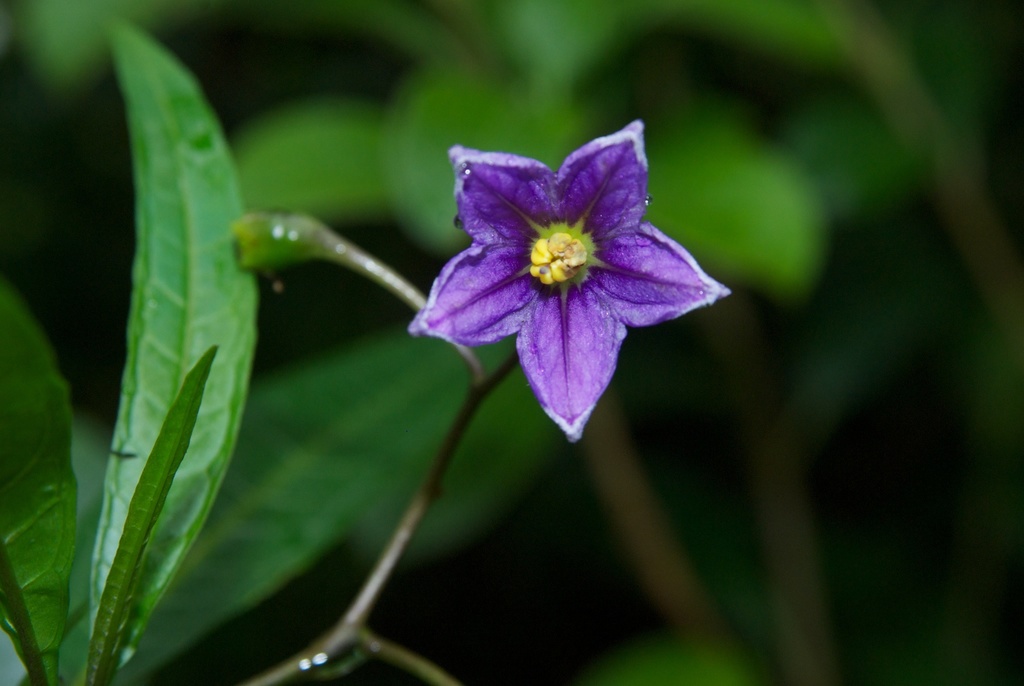 New Zealand nightshade (Solanum aviculare) - Botanical Realm