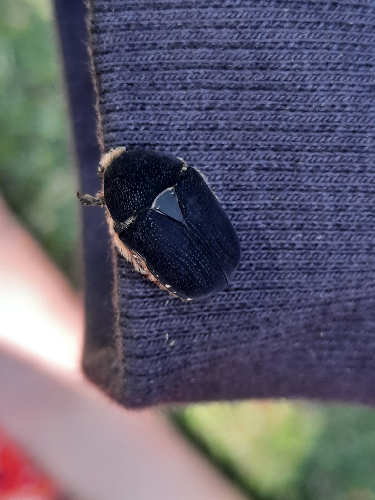 Tephraea simonsi (Mbuluzi Beetles) · iNaturalist