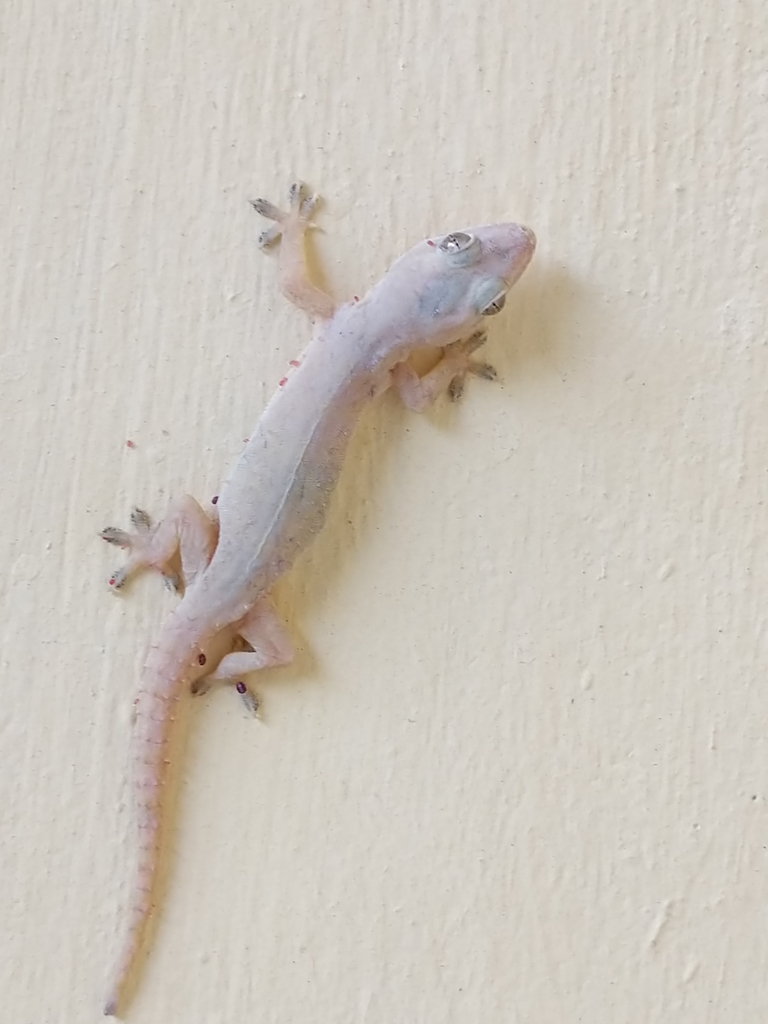 Asian House Gecko from Salem, Tamil Nadu 636007, India on March 31 ...