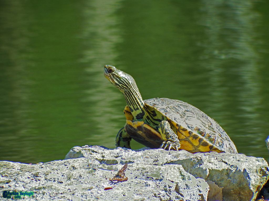 Caspian Turtle from Peykan Shahr, District 22, Tehran, Tehran Province ...