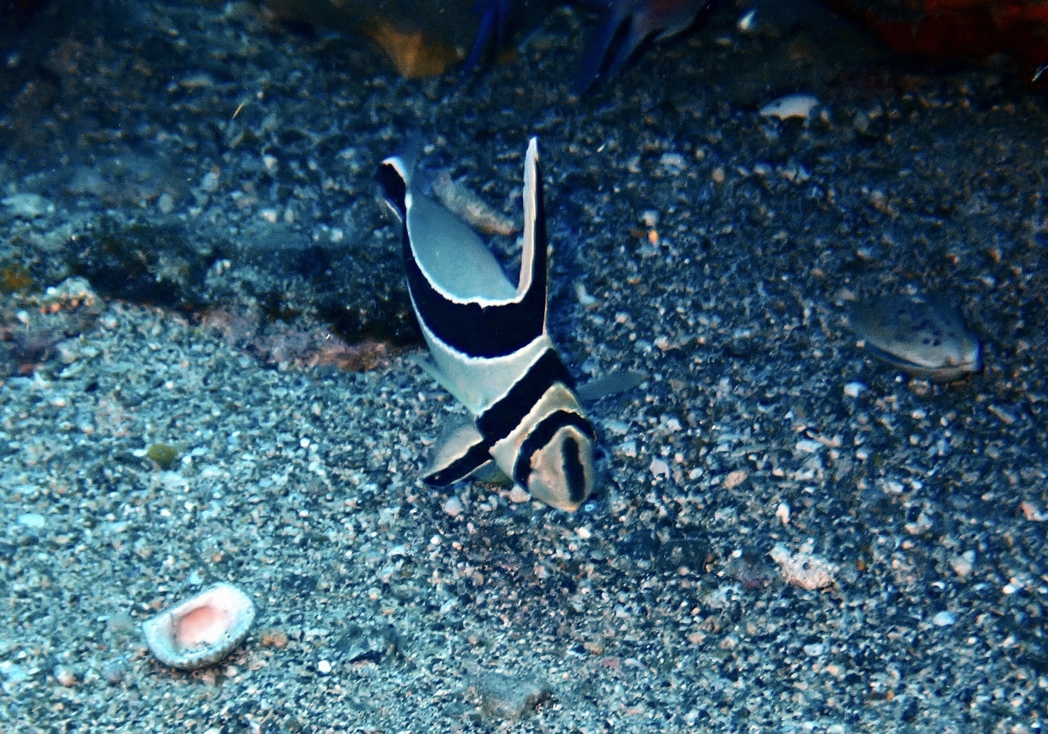 Equetus lanceolatus (Linnaeus, 1758)