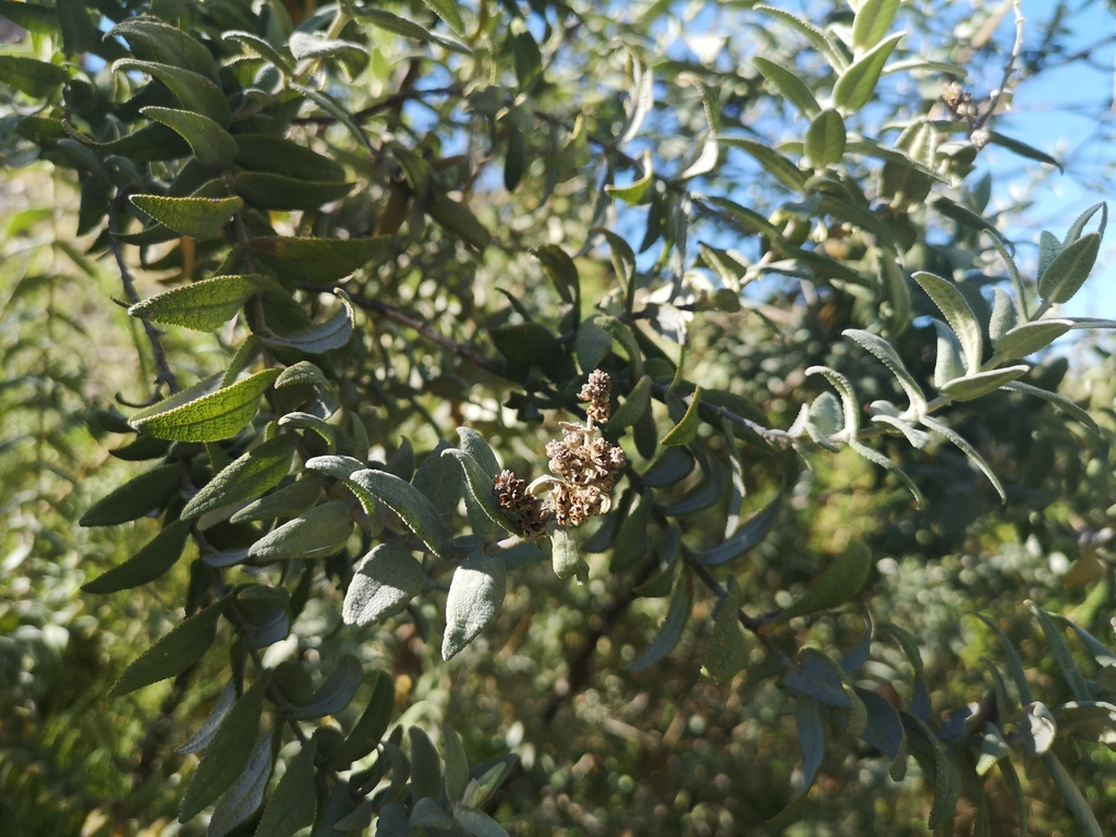 Sagewood from Cacadu, ZA-EC, ZA on March 31, 2021 at 09:42 AM by ...