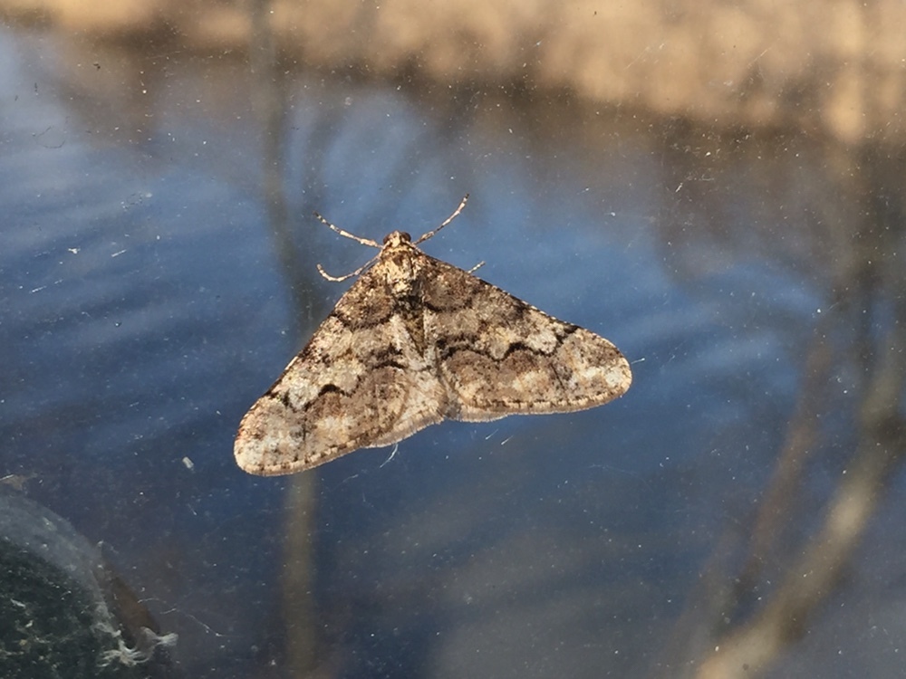 Spring Usher Moth from Parko gatvė, Panevėžys, Panevėžio apskritis, LT ...