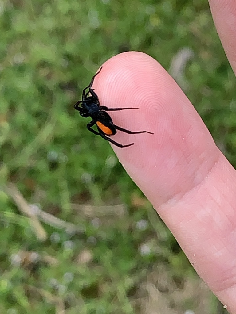 Red-spotted Ant-mimic Sac Spider from Mississippi State University ...