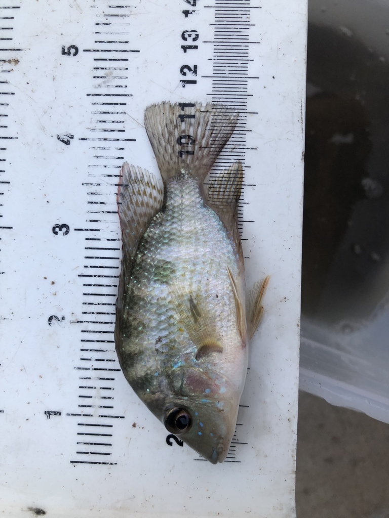 False Firemouth Cichlid from Olanchito, Yoro, HN on March 20, 2021 at ...