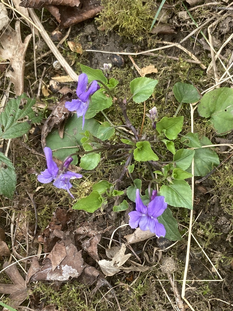 Early Dog-violet from Richmond upon Thames, Teddington, England, GB on ...