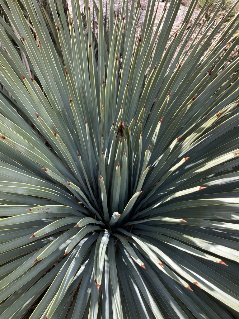 chaparral yucca on March 23, 2021 at 04:25 PM by reinadelina · iNaturalist
