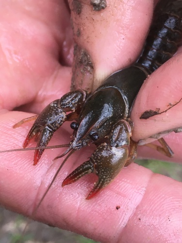 Devil Crayfish (MCDEP Species of Note) · iNaturalist