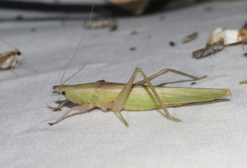Bucrates weissmani · iNaturalist Mexico