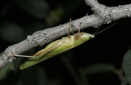 Genus Bucrates · iNaturalist