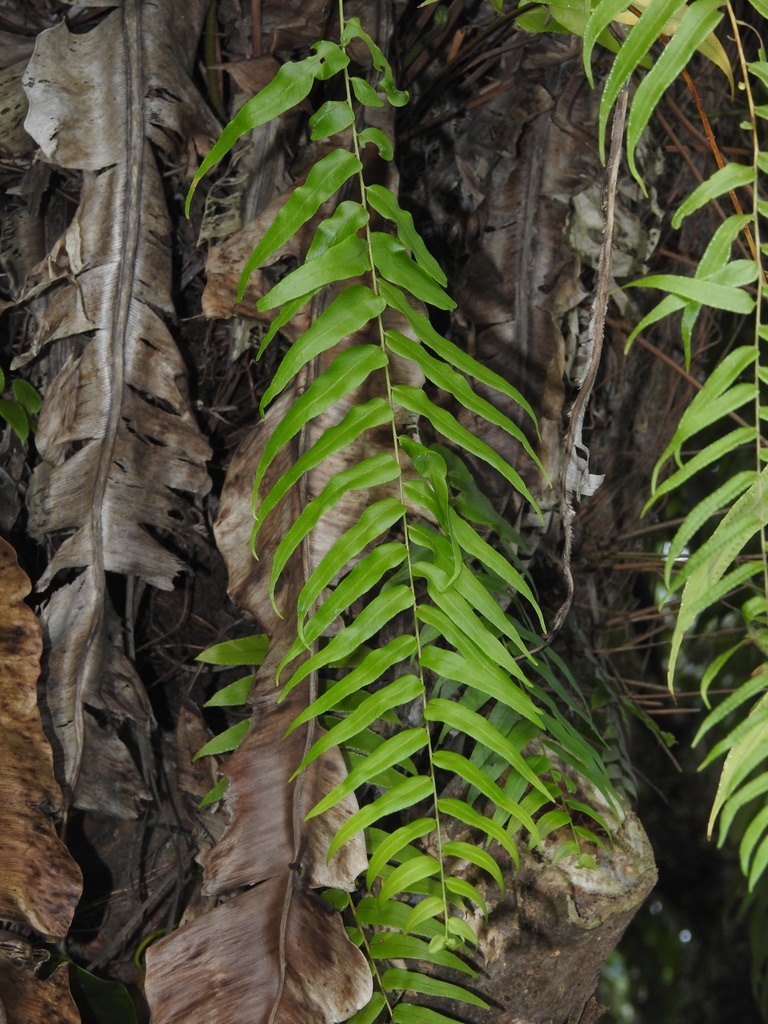 Broad Sword Fern from Hualien, Taiwan, Taiwan on August 14, 2020 at 03: ...