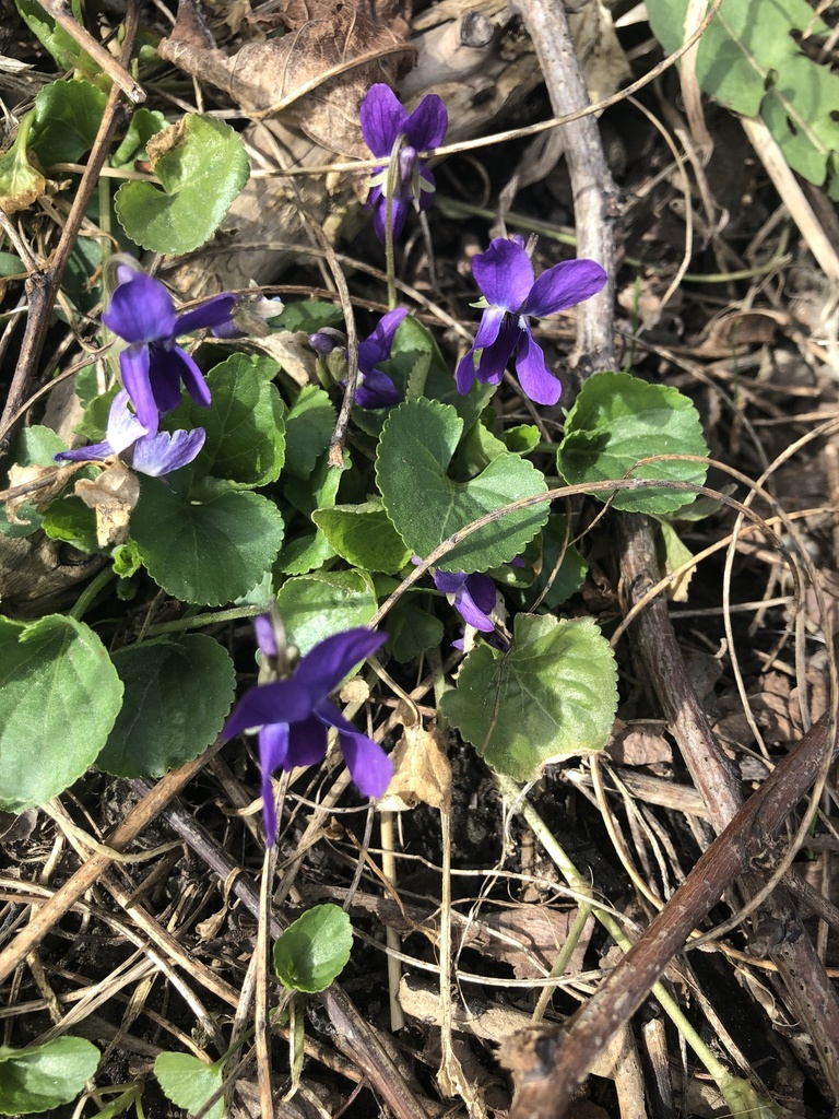 Sweet violet from The Tollkeeper's Park, Toronto, ON, CA on March 30 ...