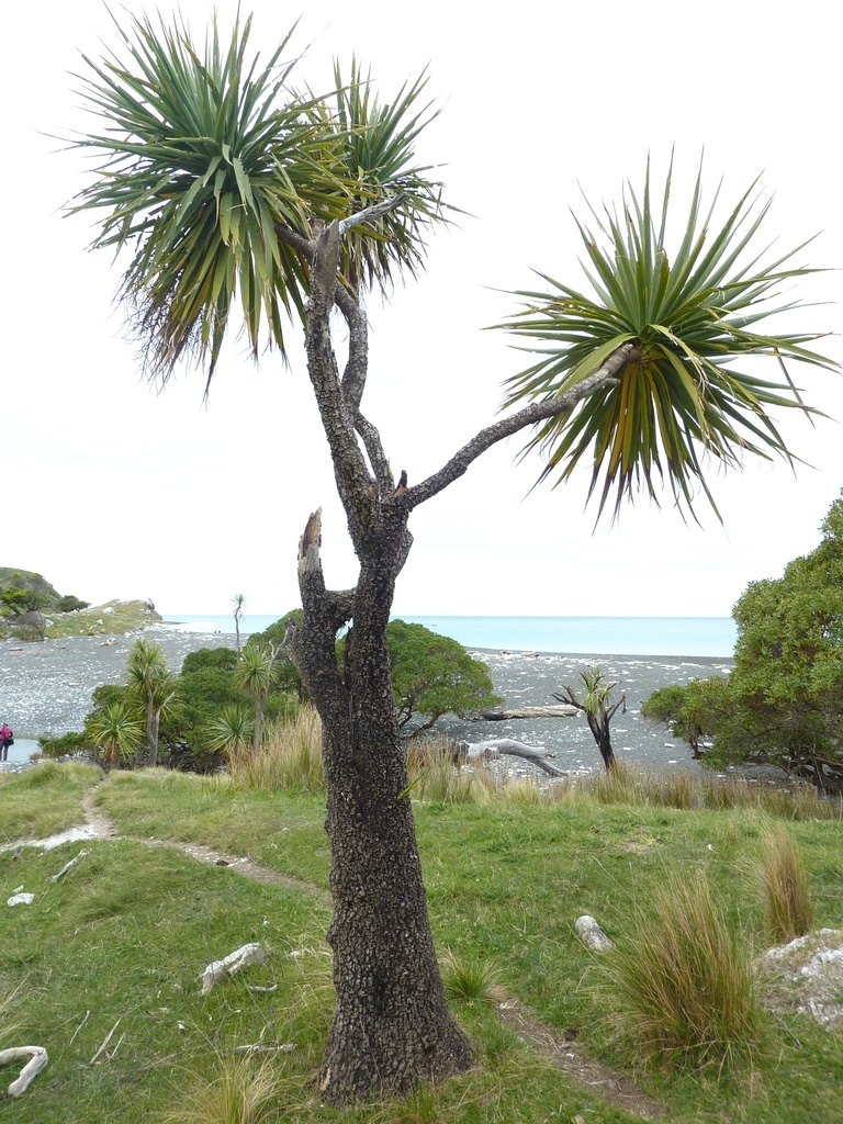 New Zealand cabbage tree from Napenape, Canterbury, New Zealand on ...